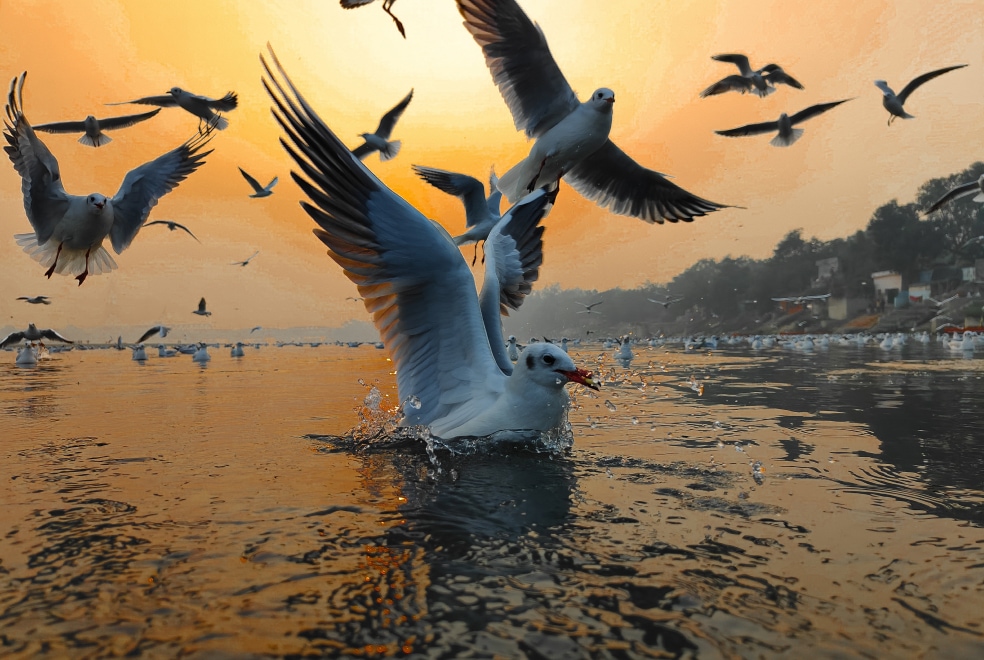 2024 OnePlus Photography Awards Showcase