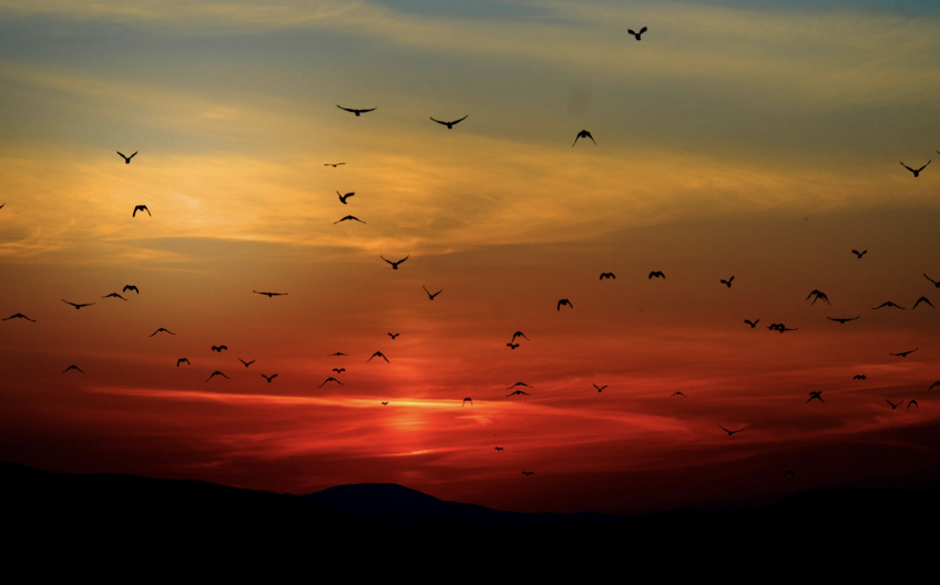 2024 OnePlus Photography Awards Showcase